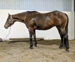 Broodmares – Double J Quarter Horses